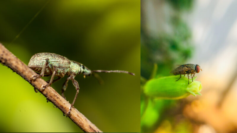 What Bugs Live in Your Home? Identifying and Treating Common Household ...